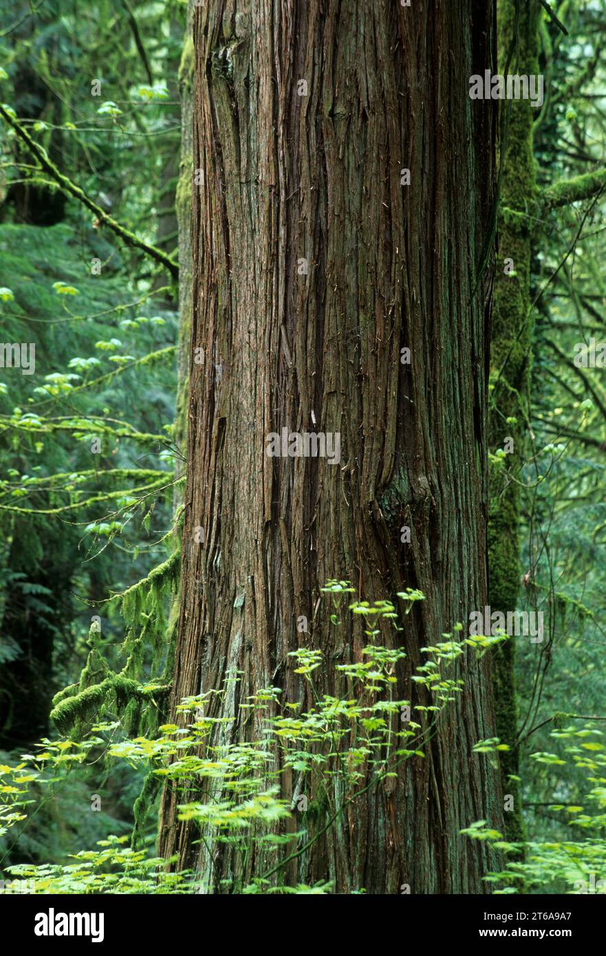 Ancient cedar tree hi-res stock photography and images - Alamy