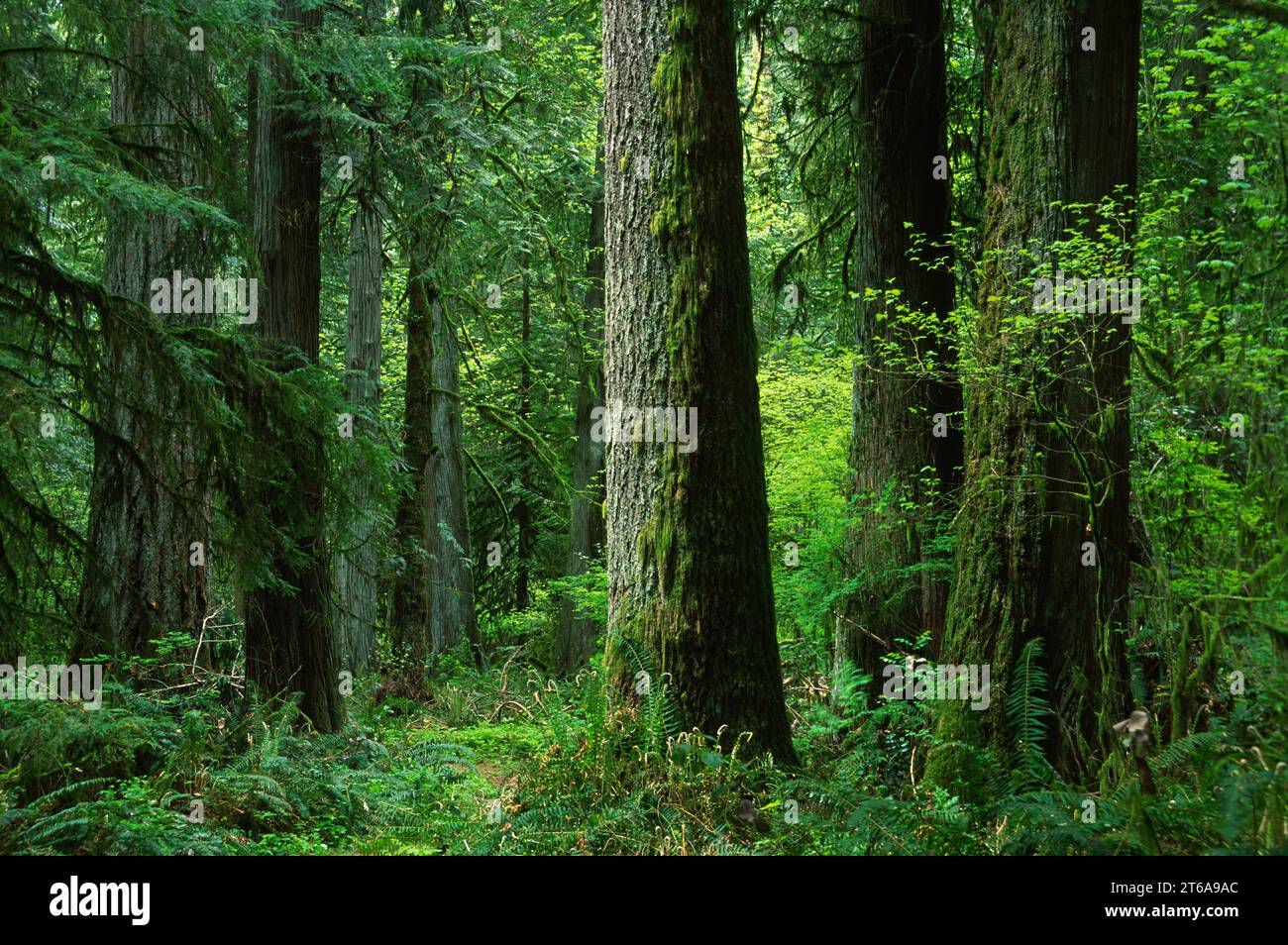 Clark state forest hi-res stock photography and images - Alamy
