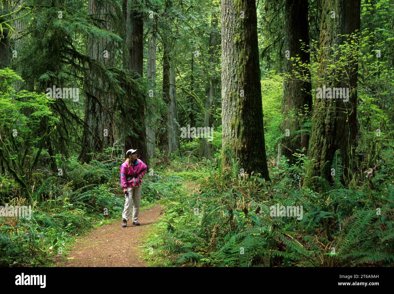 Ancient forest, Lewis & Clark State Park, Washington Stock Photo - Alamy