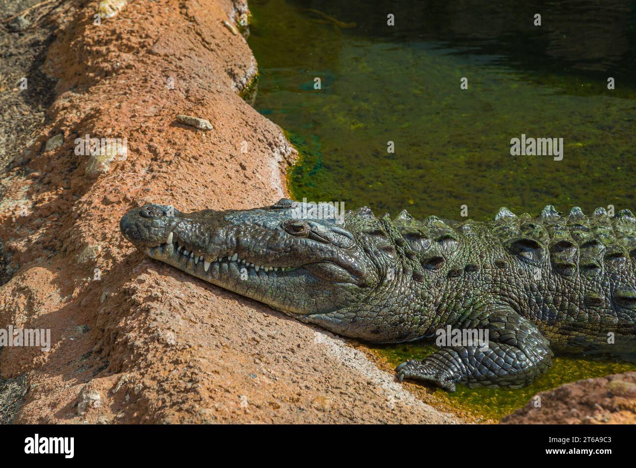 American Alligator in a pond on display in the Mississippi Aquarium on ...