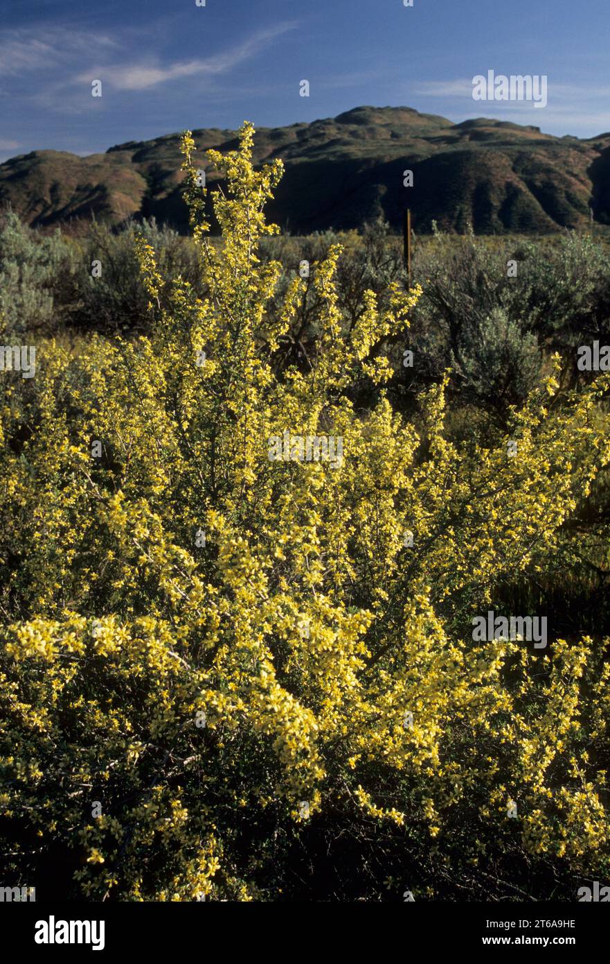 Colville reservation columbia hi-res stock photography and images - Alamy