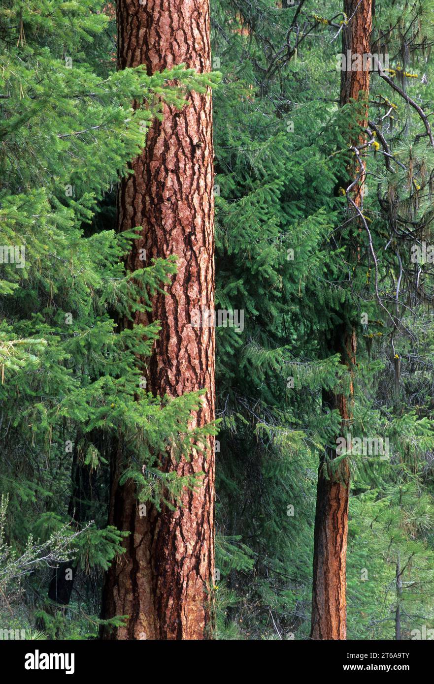 Ponderosa pine, Okanogan National Forest, Washington Stock Photo - Alamy