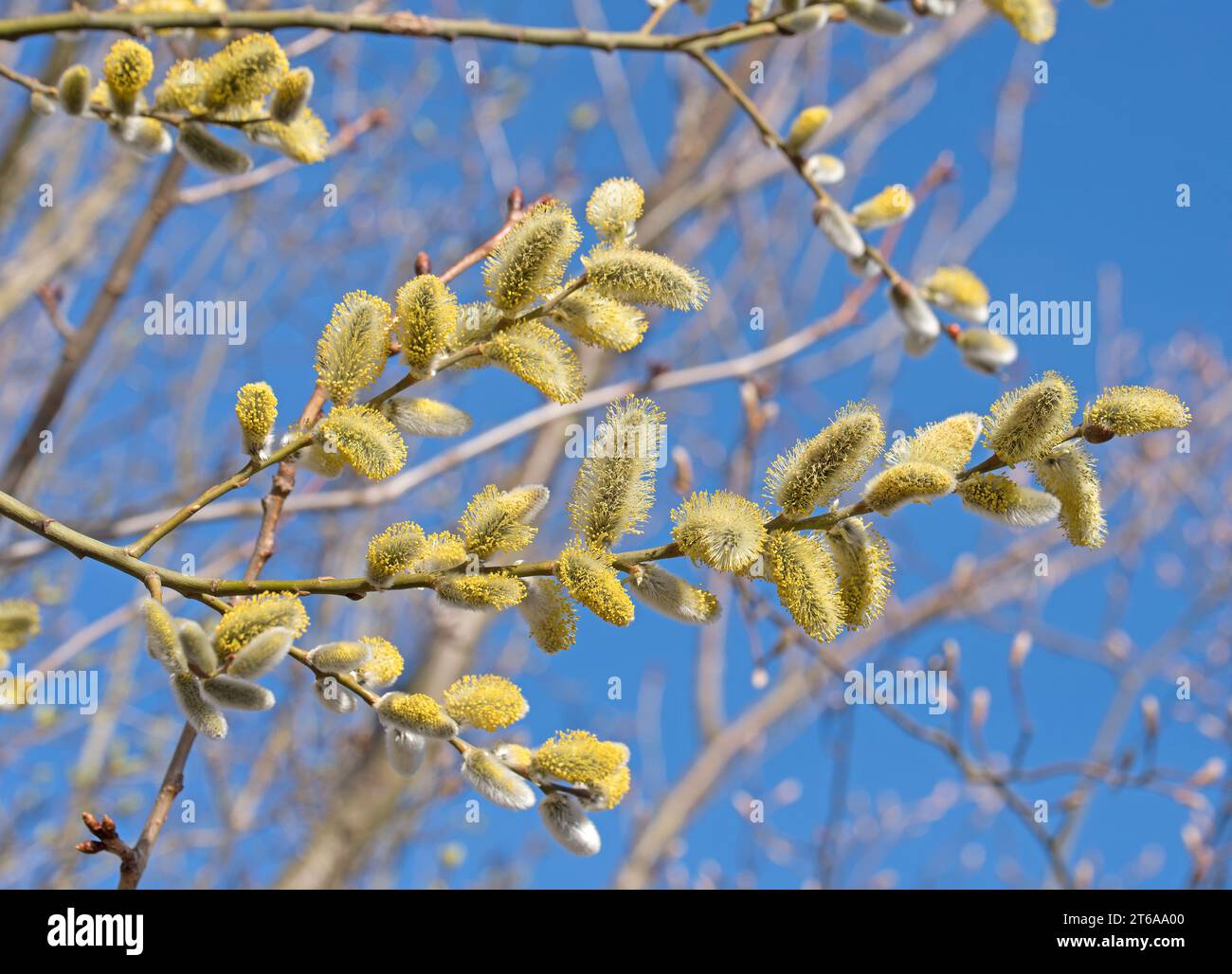 Flowering willow, Salix, in spring Stock Photo - Alamy