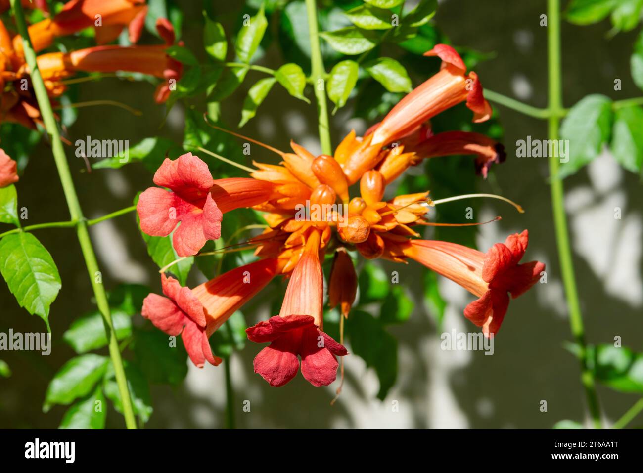 Trumpet Vine Flowers, Campsis Radicans Stock Photo - Alamy