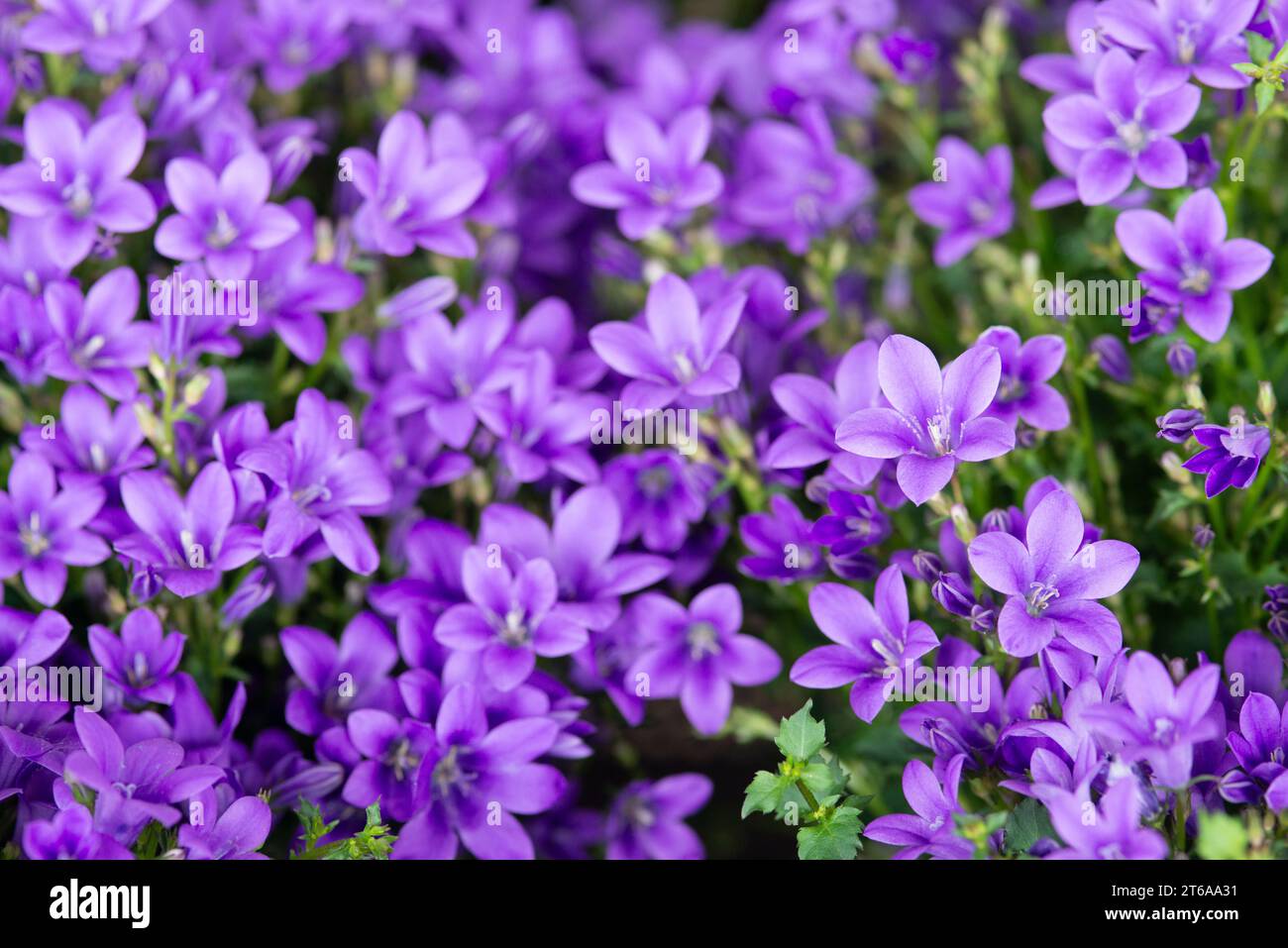 Dalmatian Bellflower Flowers, Campanula Portenschlagiana Stock Photo ...