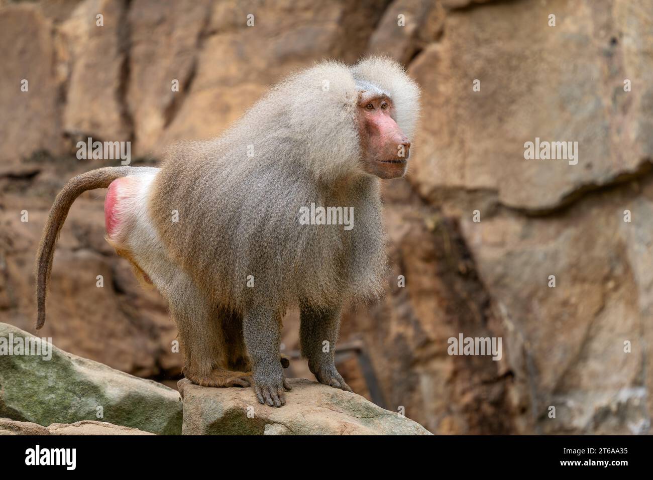Hamadryas Baboon - Papio hamadryas, beautiful large primate from the ...