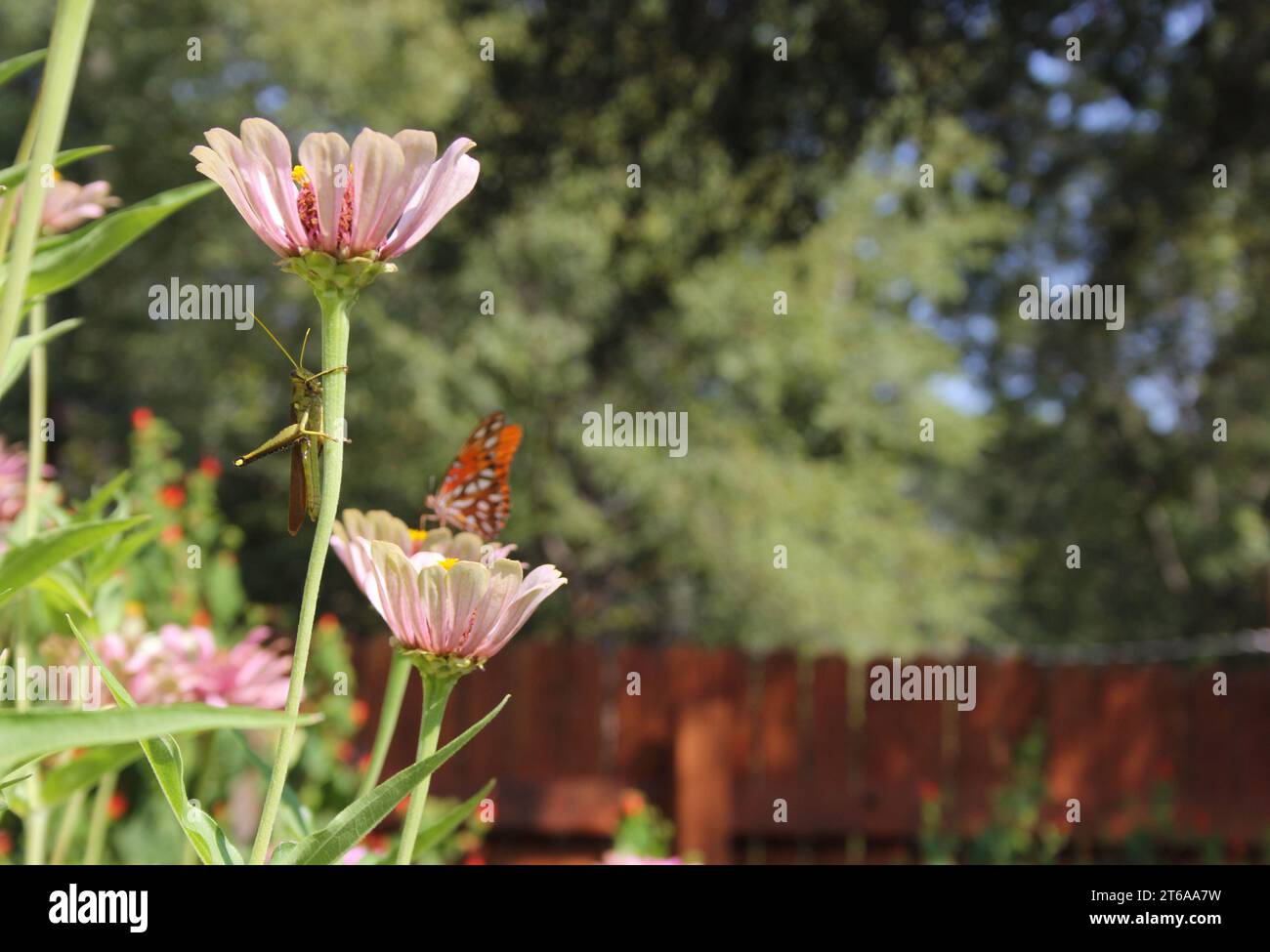 Green Grasshopper on Flower Stem Shallow DOF with butterfly in ...