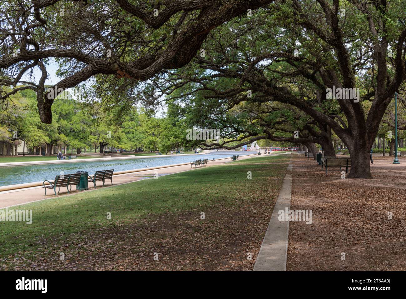 Live Oak trees line the sides of the Mary Gibbs and Jesse H. Jones ...