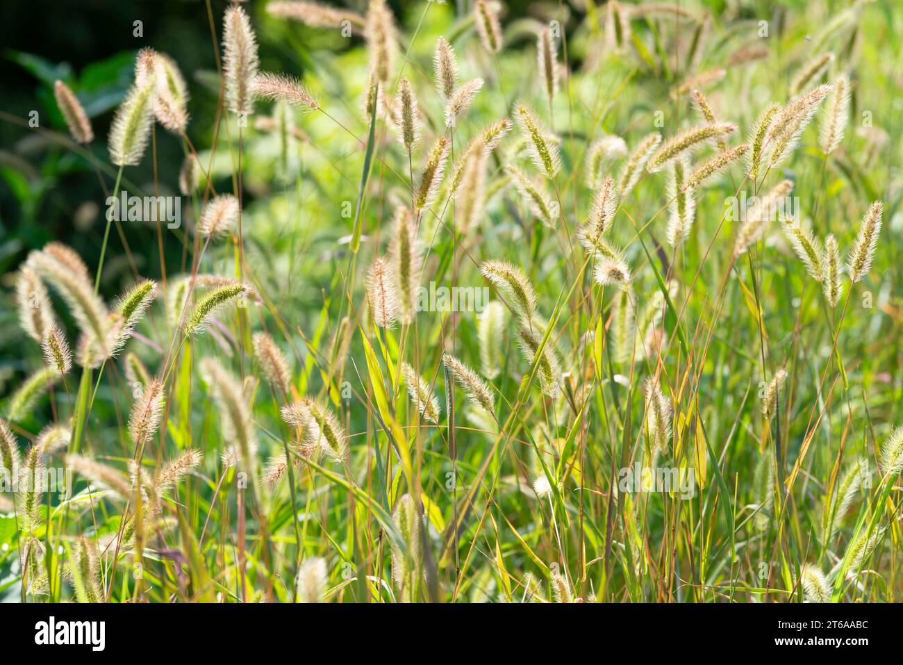 Italy, Lombardy, Green Foxtail, Setaria Viridis Stock Photo - Alamy