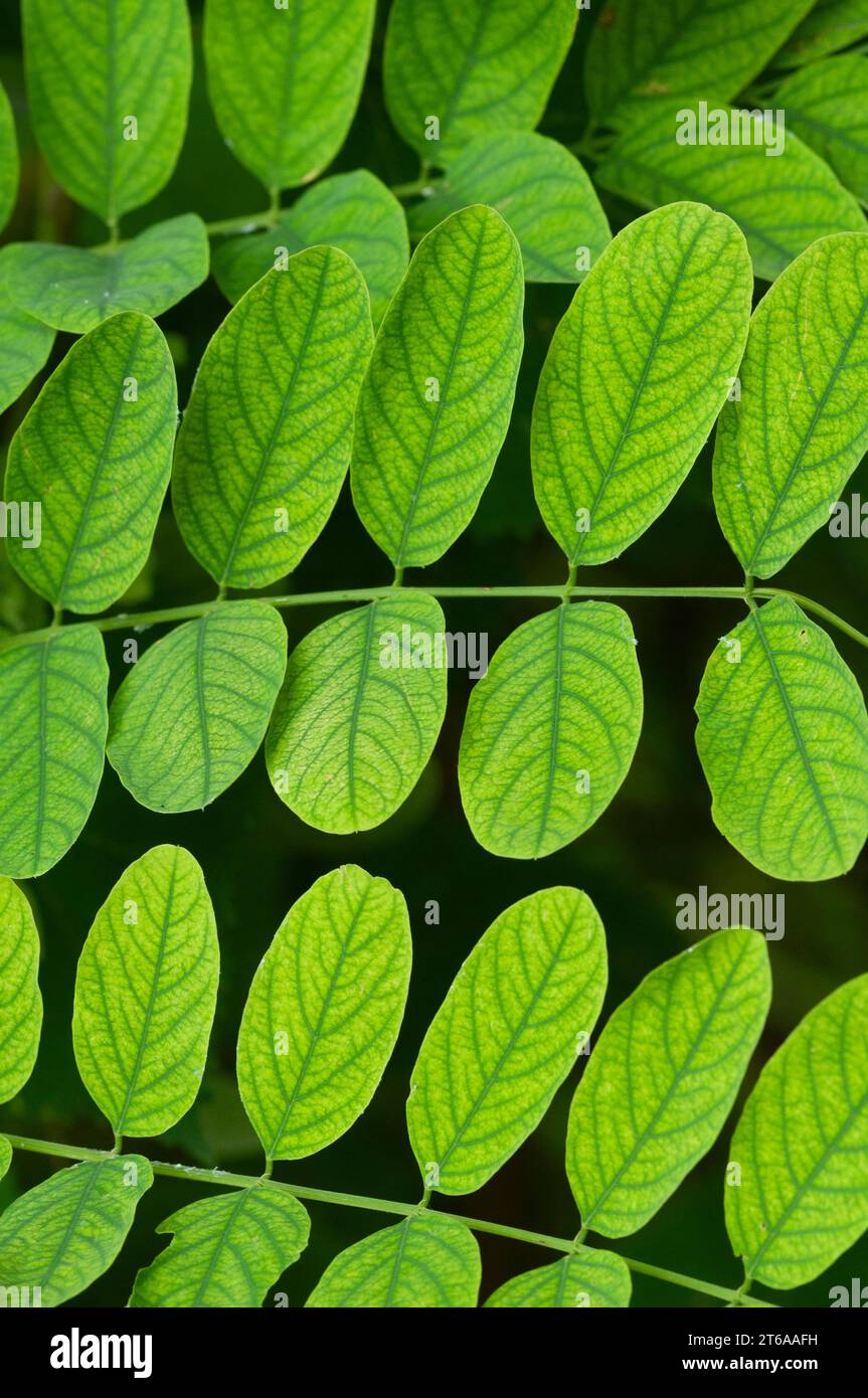 Clammy locust tree hi-res stock photography and images - Alamy