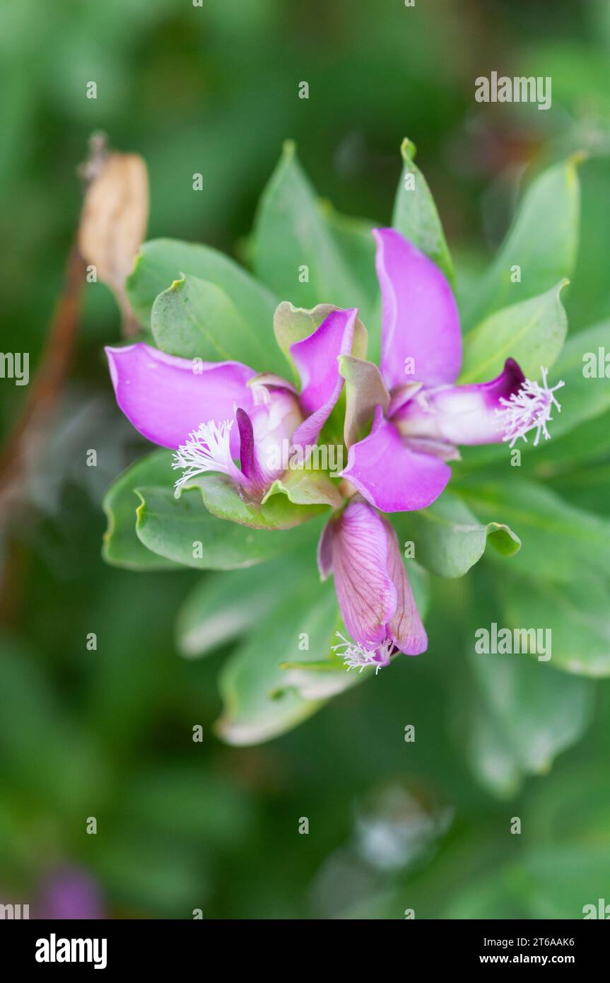 Cape Milkwort Flower; Polygala Myrtifolia Stock Photo - Alamy