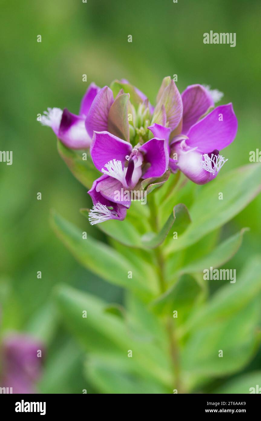Cape Milkwort Flower; Polygala Myrtifolia Stock Photo - Alamy