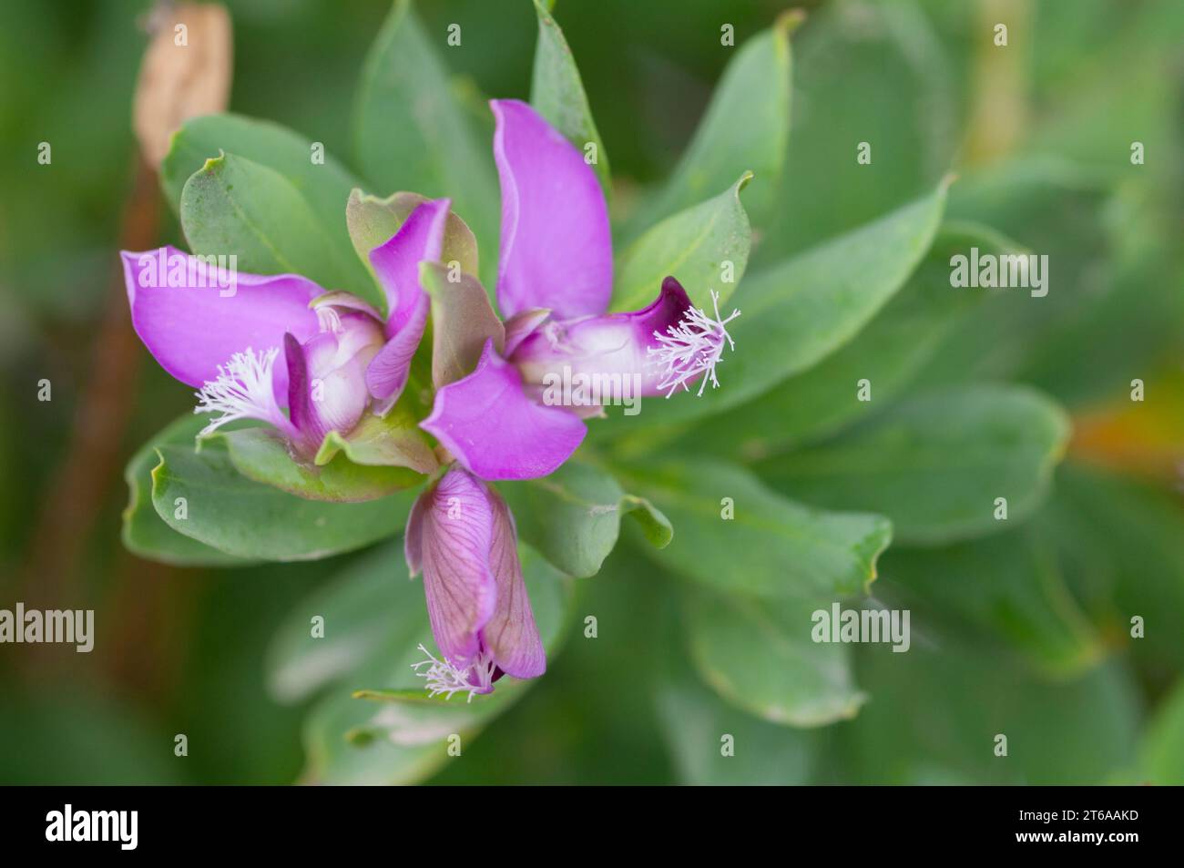 Cape Milkwort Flower; Polygala Myrtifolia Stock Photo - Alamy
