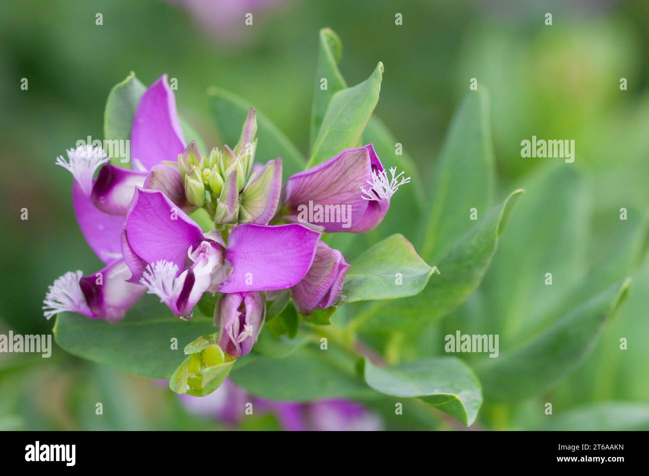 Cape Milkwort Flower; Polygala Myrtifolia Stock Photo - Alamy