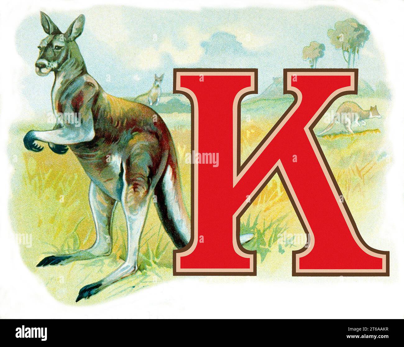 K is for Kangaroo Stock Photo - Alamy