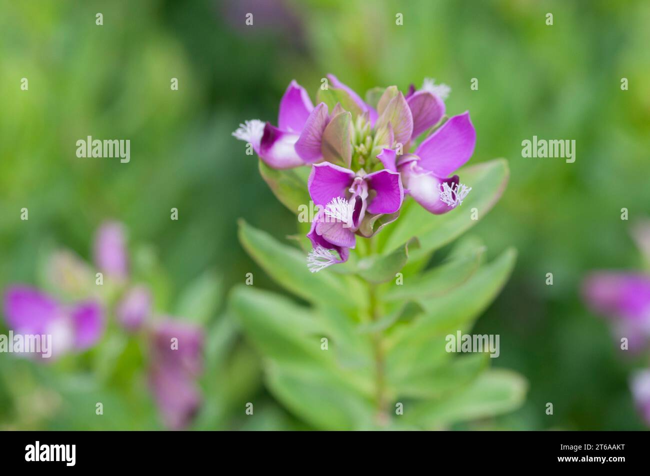 Cape Milkwort Flower; Polygala Myrtifolia Stock Photo - Alamy