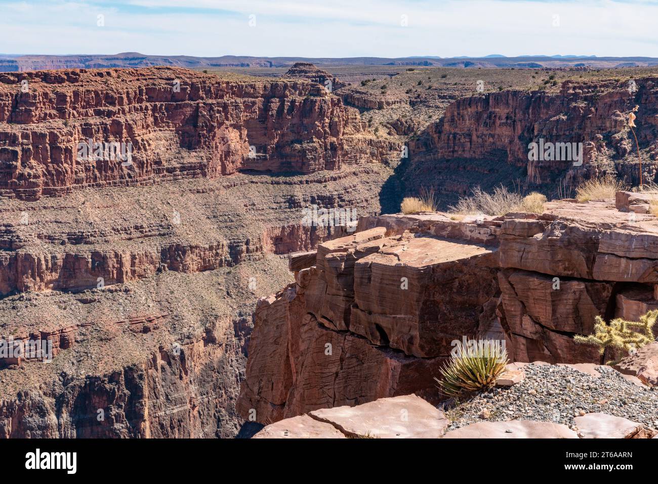 Arizona eagle hi-res stock photography and images - Alamy