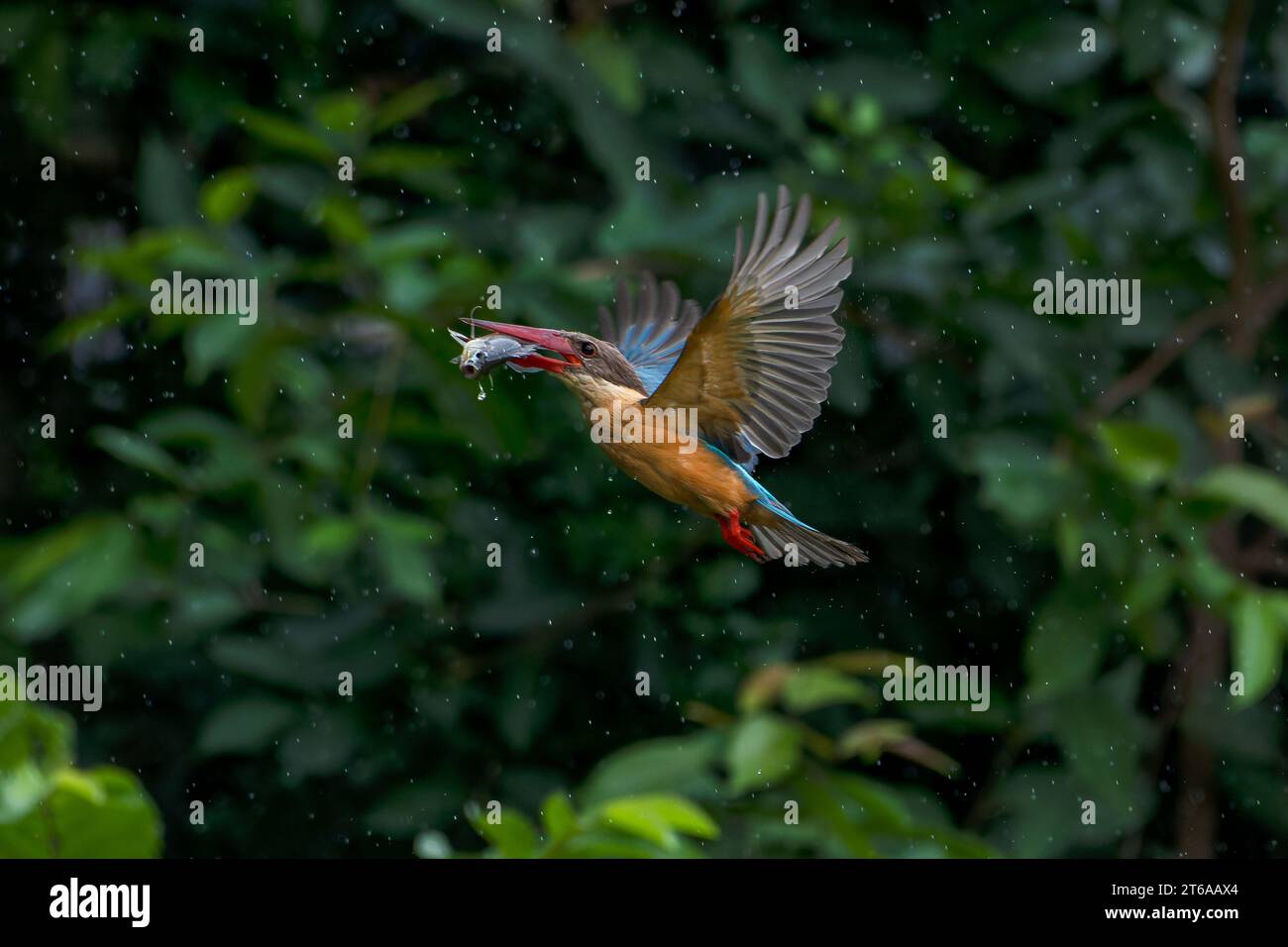 Flying with a fish in hi-res stock photography and images - Alamy