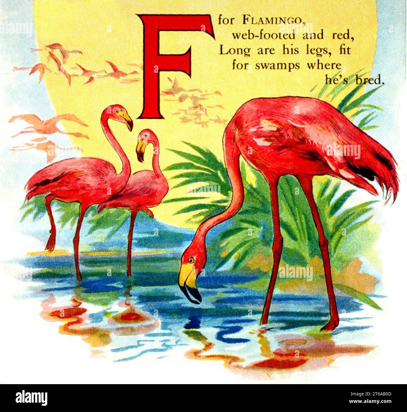 F is for Flamingo Stock Photo - Alamy