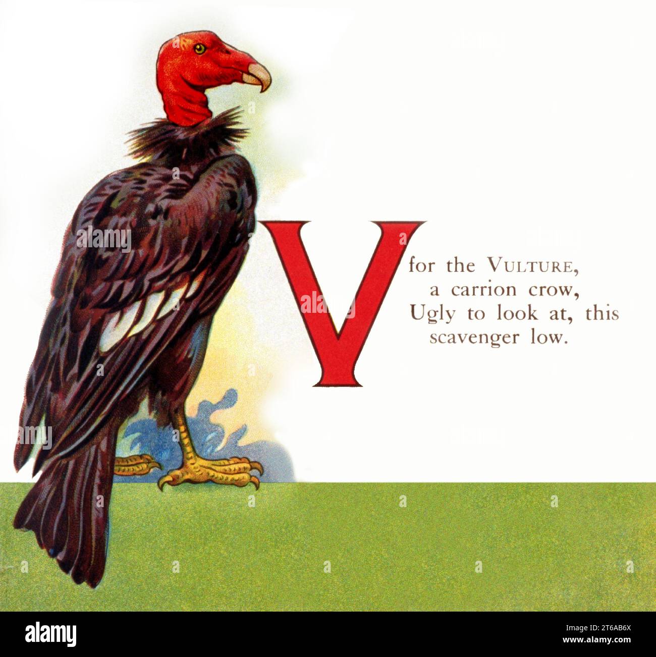 V is for Vulture Stock Photo - Alamy