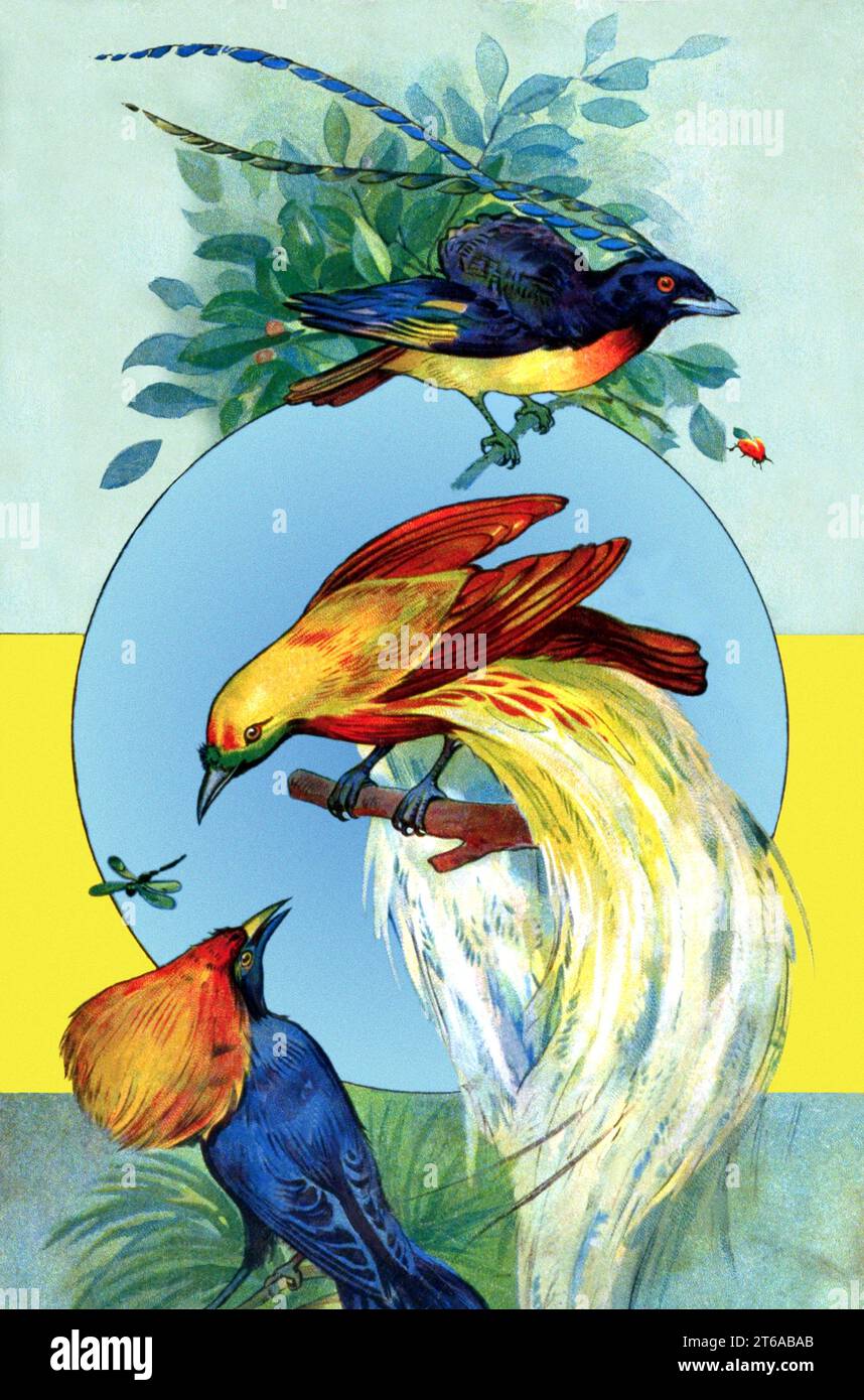 Vintage bird art hi-res stock photography and images - Alamy