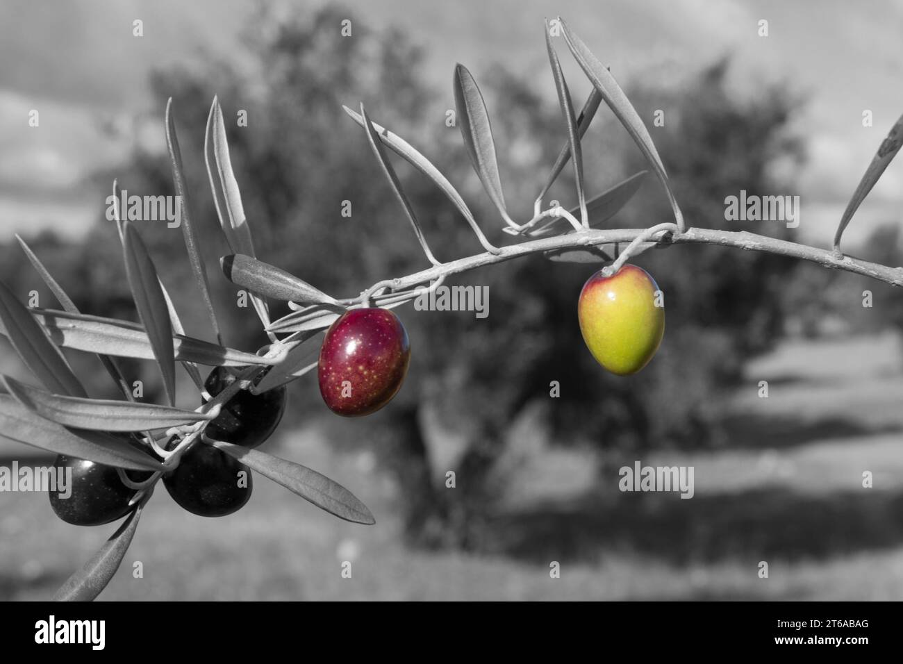 Cosecha de aceitunas hi-res stock photography and images - Alamy