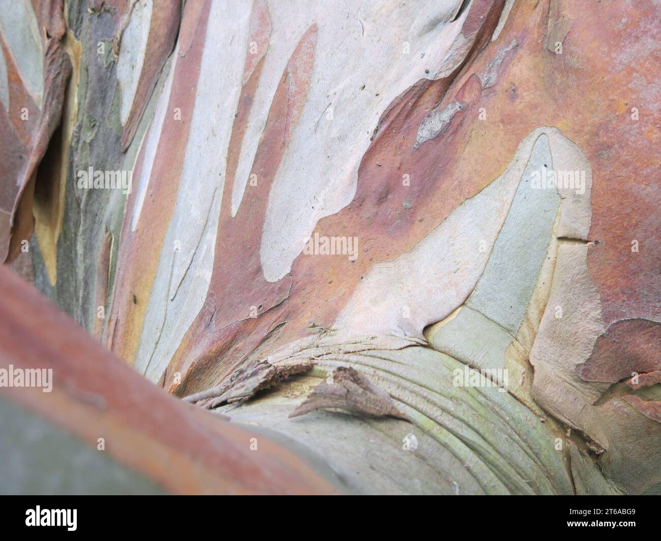 Abstract pattern and texture in the multi-coloured, peeling bark of a ...