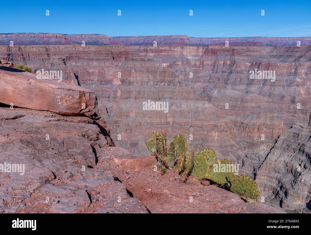 Prickly Pear cactus growing out of the rock at the edge of the canyon ...