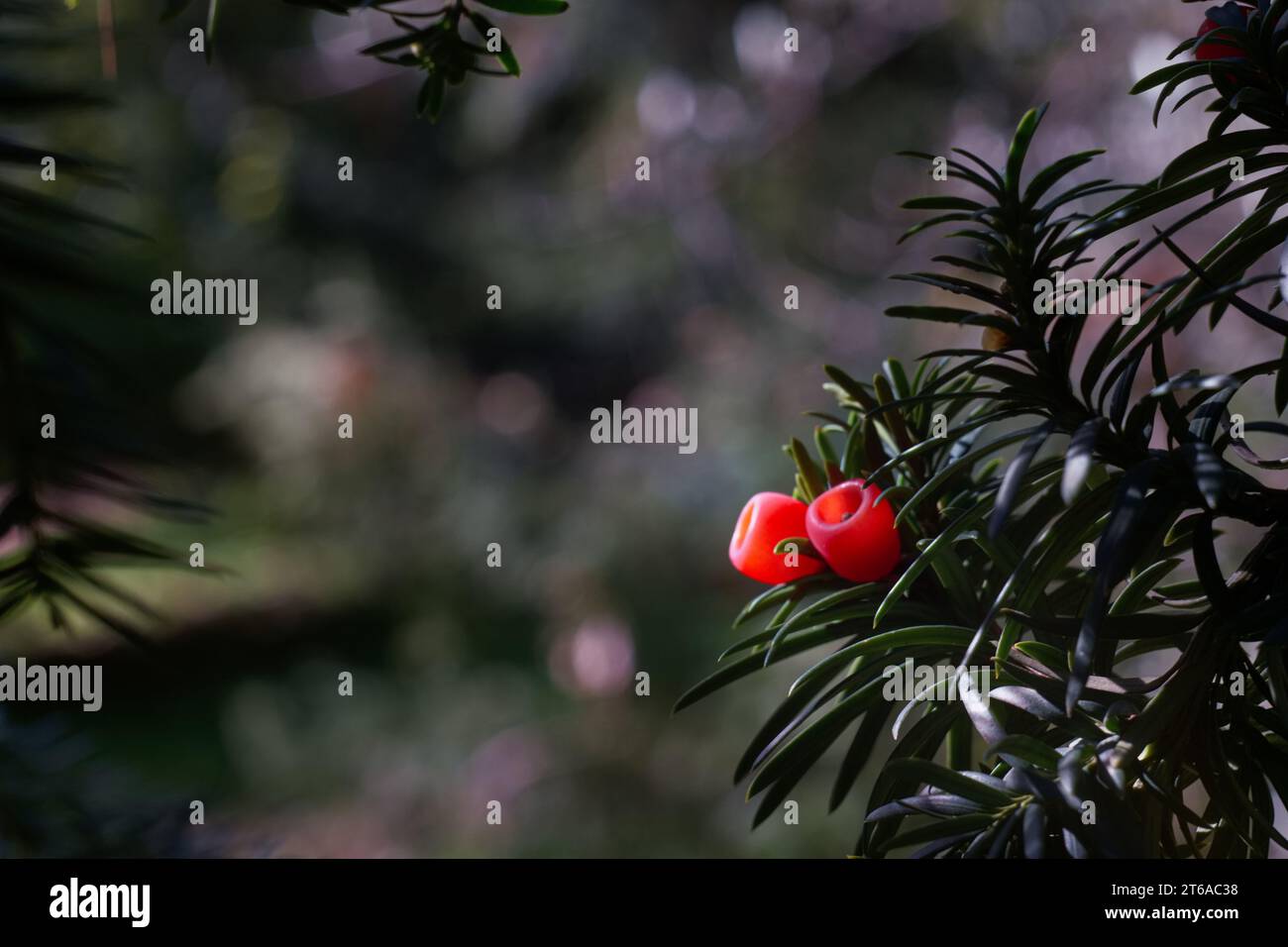 fruit, fall, autumn, foliage, tree, park, landscape, scenery, color ...