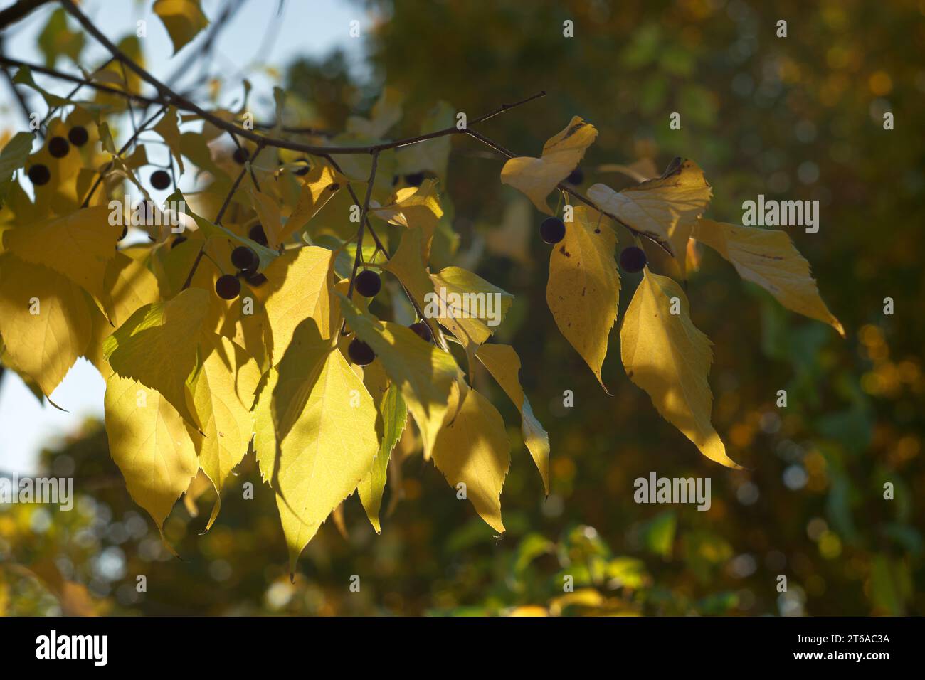 fall, autumn, foliage, tree, park, landscape, scenery, color, season ...