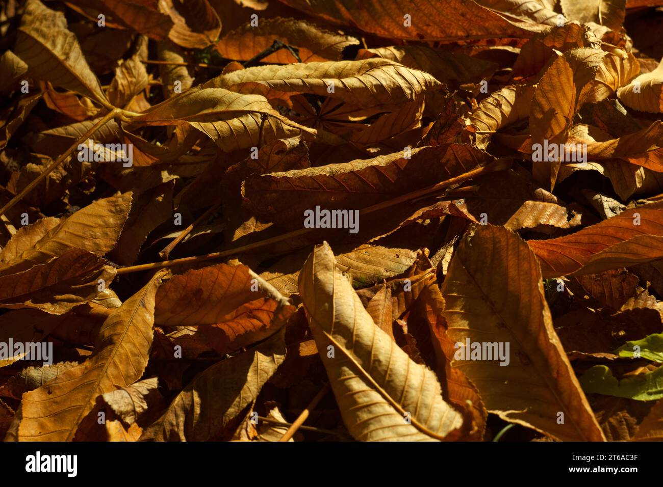 fall, autumn, foliage, tree, park, landscape, scenery, color, season ...