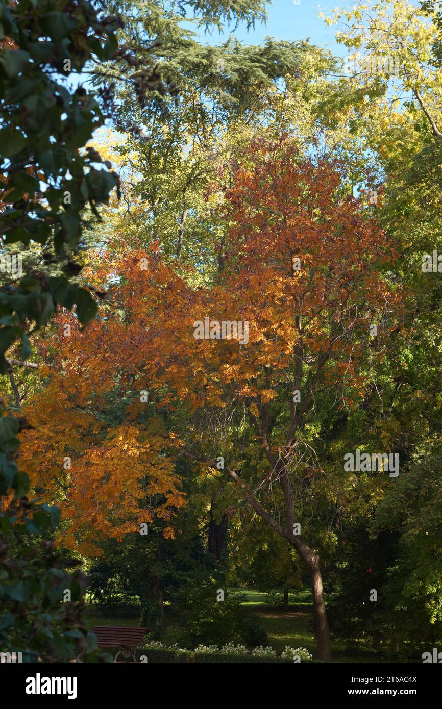fall, autumn, foliage, tree, park, landscape, scenery, color, season ...