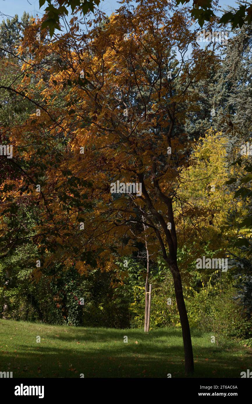 fall, autumn, foliage, tree, park, landscape, scenery, color, season ...