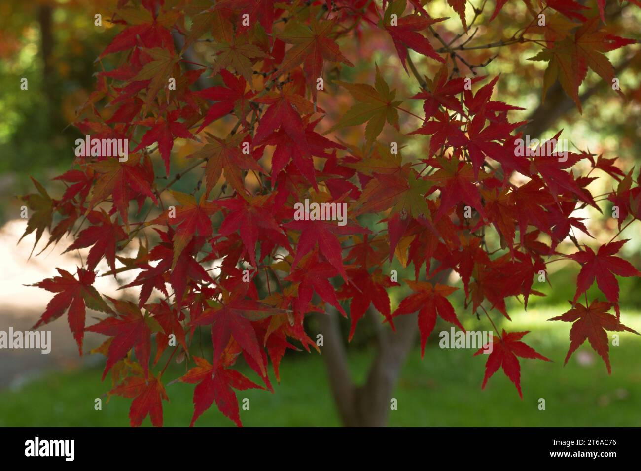 fall, autumn, foliage, tree, park, landscape, scenery, color, season ...