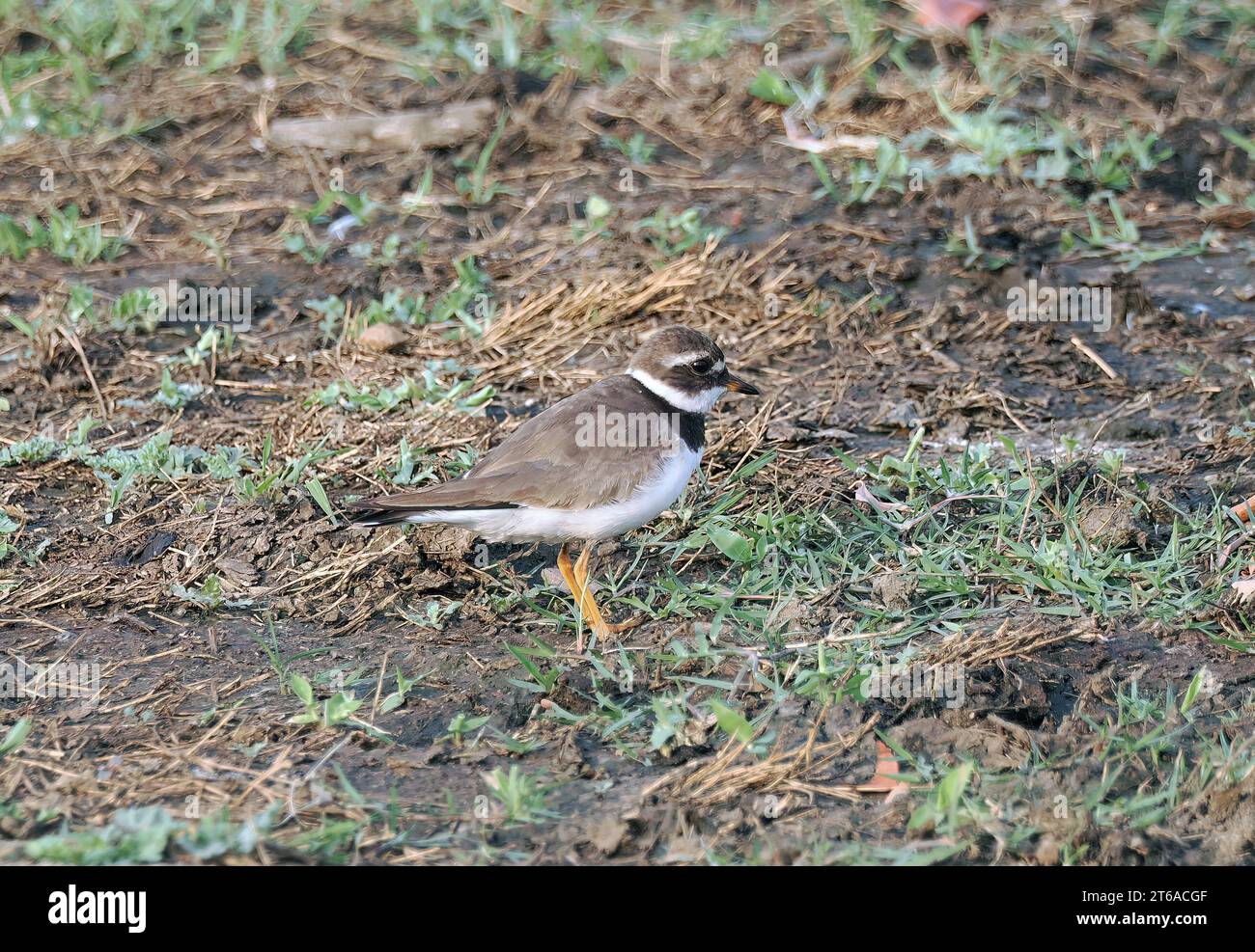Common ringed plover, Sandregenpfeifer, Pluvier grand-gravelot ...