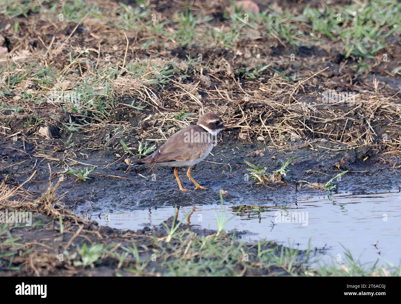Common ringed plover, Sandregenpfeifer, Pluvier grand-gravelot ...