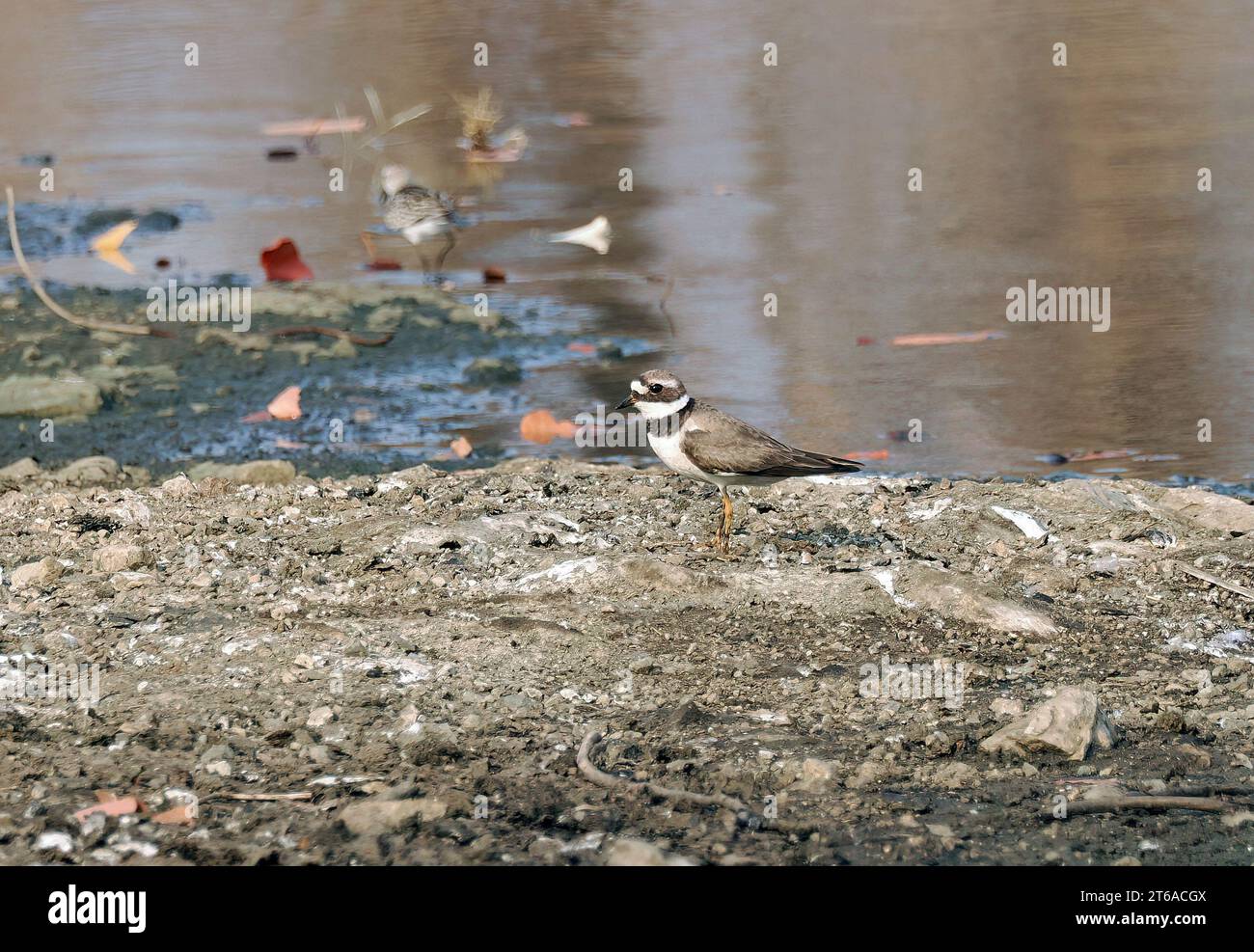 Common ringed plover, Sandregenpfeifer, Pluvier grand-gravelot ...