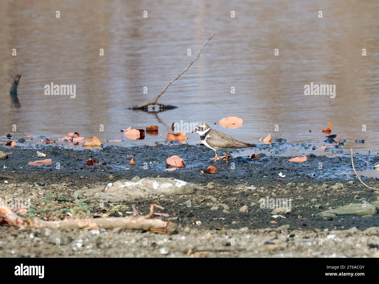 Common ringed plover, Sandregenpfeifer, Pluvier grand-gravelot ...