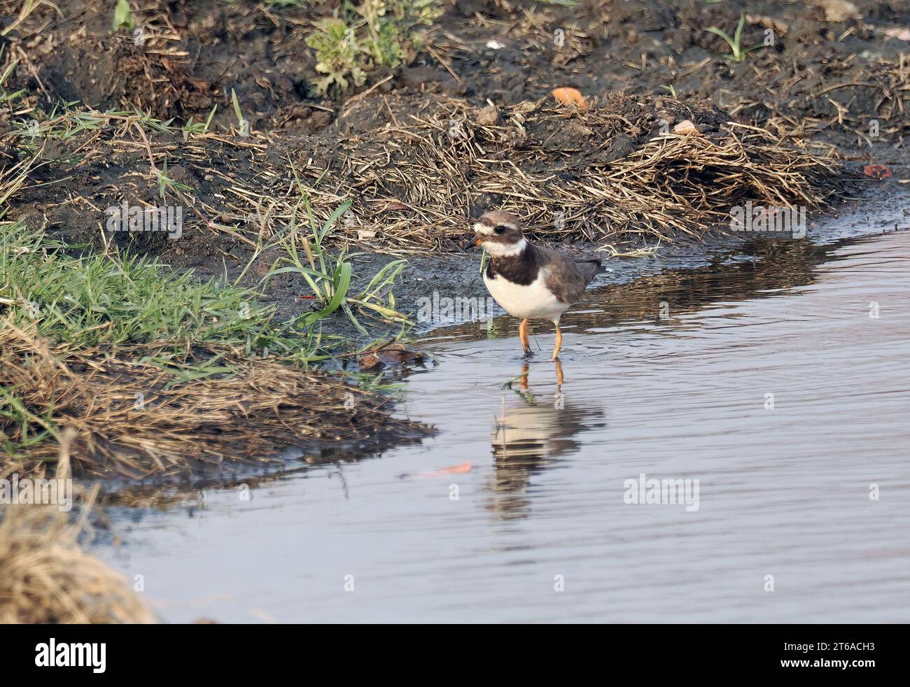 Common ringed plover, Sandregenpfeifer, Pluvier grand-gravelot ...