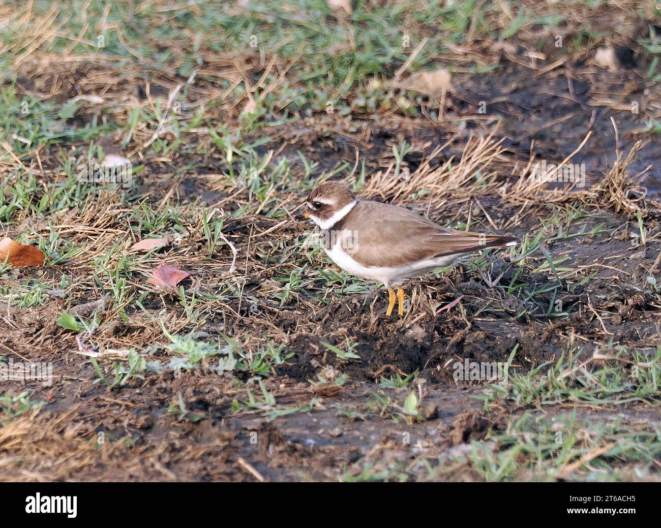Common ringed plover, Sandregenpfeifer, Pluvier grand-gravelot ...