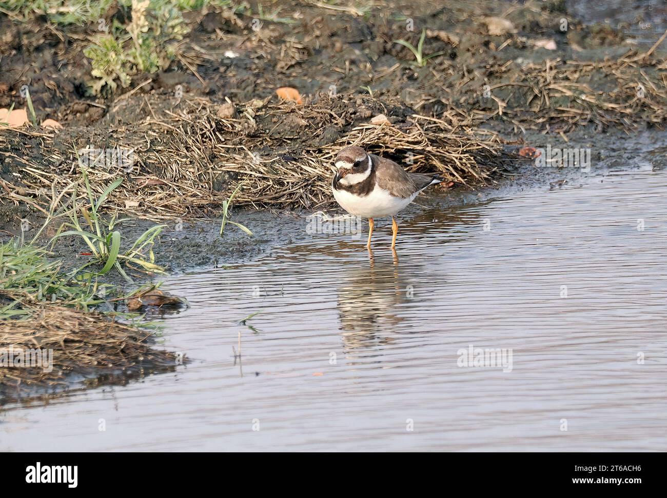 Common ringed plover, Sandregenpfeifer, Pluvier grand-gravelot ...
