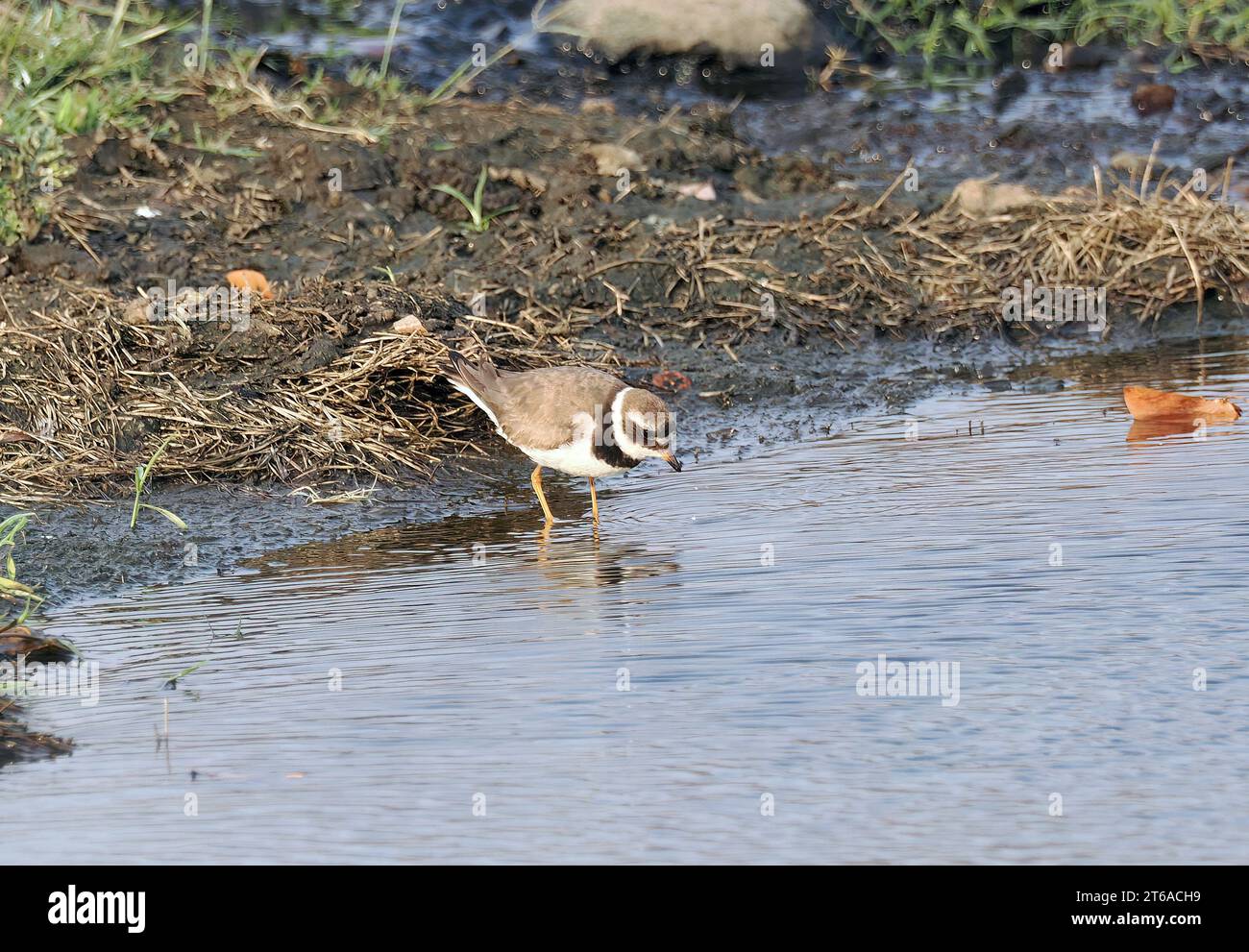 Common ringed plover, Sandregenpfeifer, Pluvier grand-gravelot ...