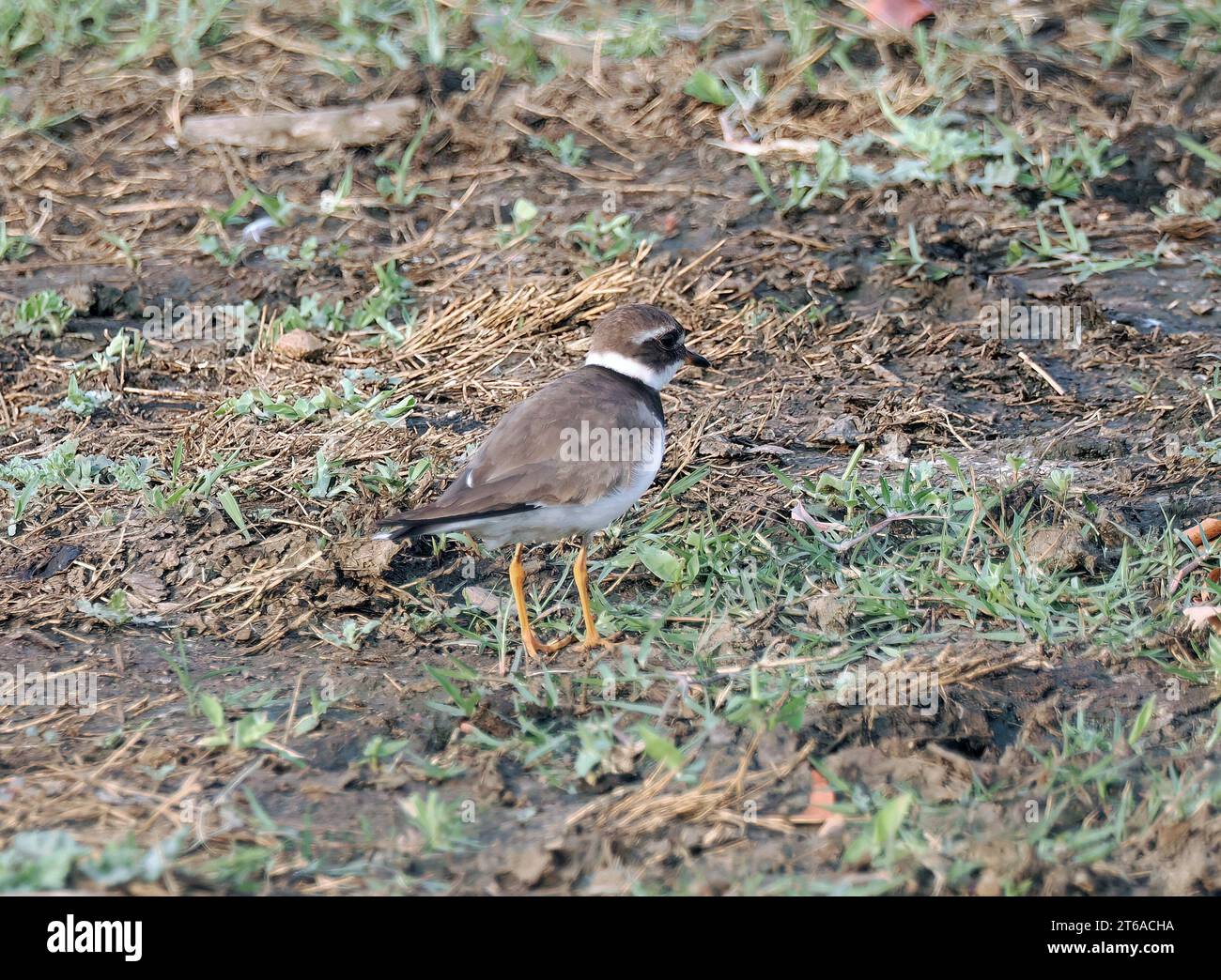 Common ringed plover, Sandregenpfeifer, Pluvier grand-gravelot ...