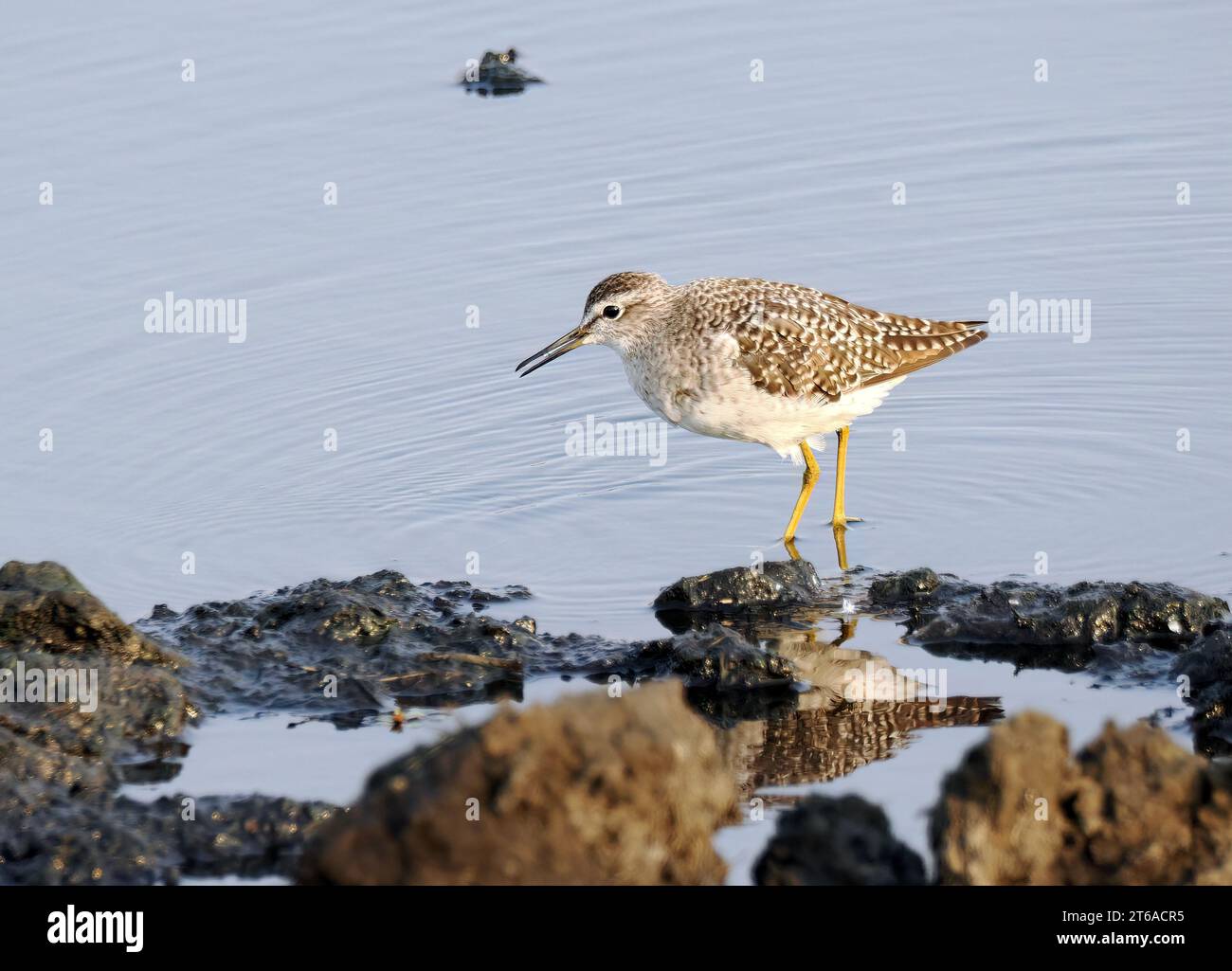 Wood sandpiper, Bruchwasserläufer, Chevalier sylvain, Tringa glareola ...