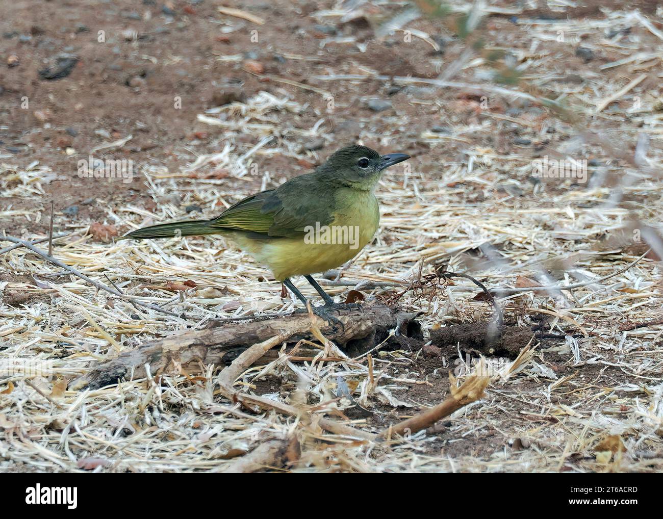 Sargahasu bulbul hi-res stock photography and images - Alamy