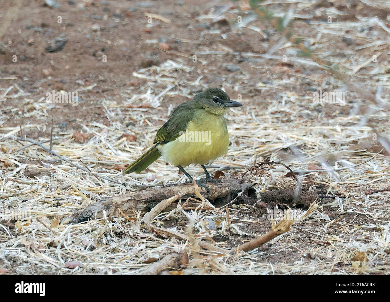 Sargahasu bulbul hi-res stock photography and images - Alamy