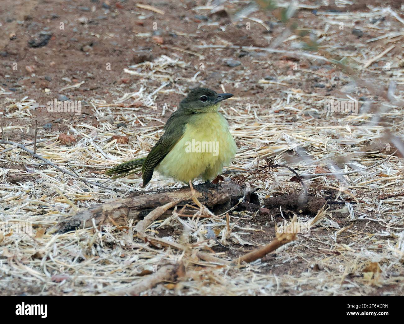 Sargahasu bulbul hi-res stock photography and images - Alamy