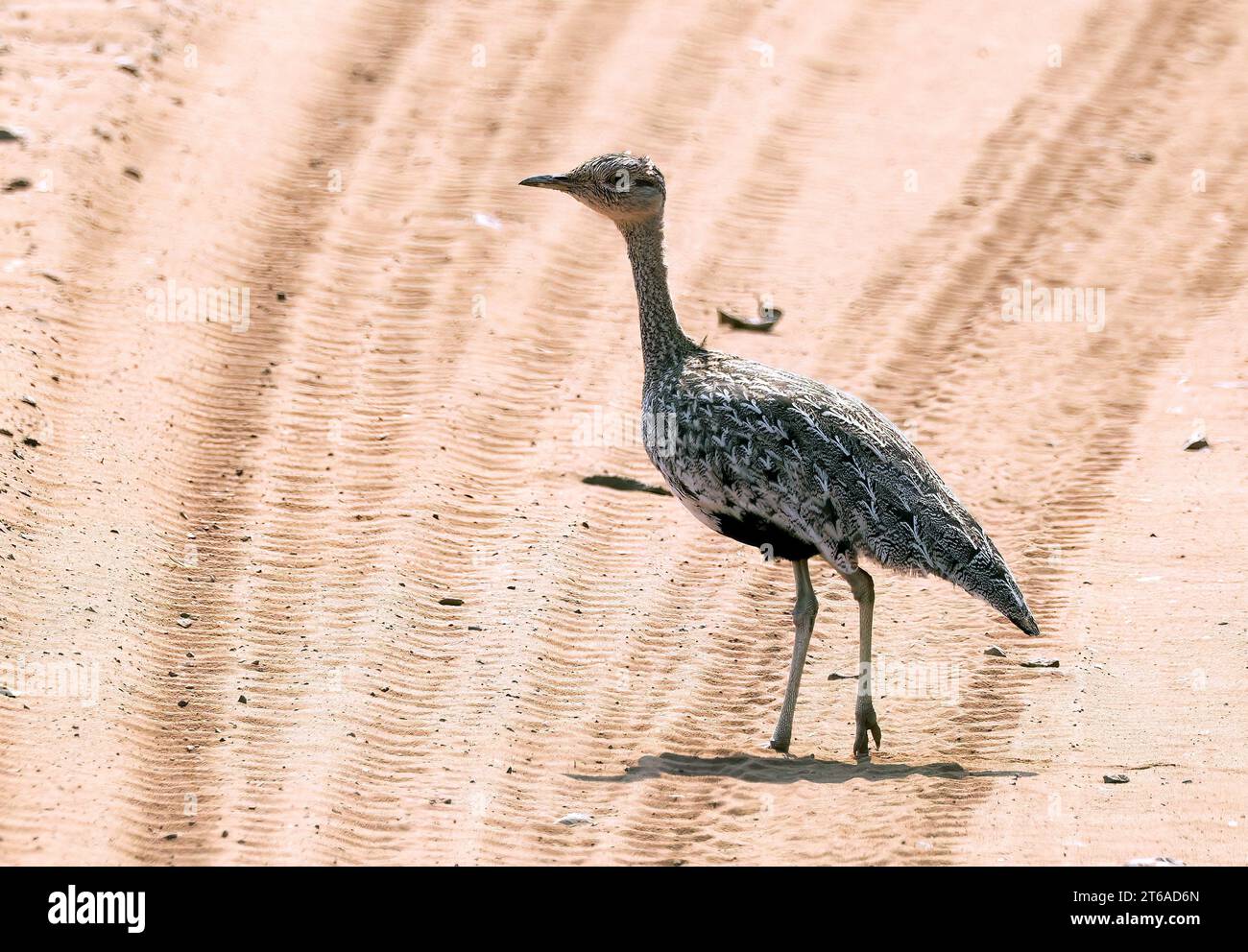 Red crested bustard hi-res stock photography and images - Alamy