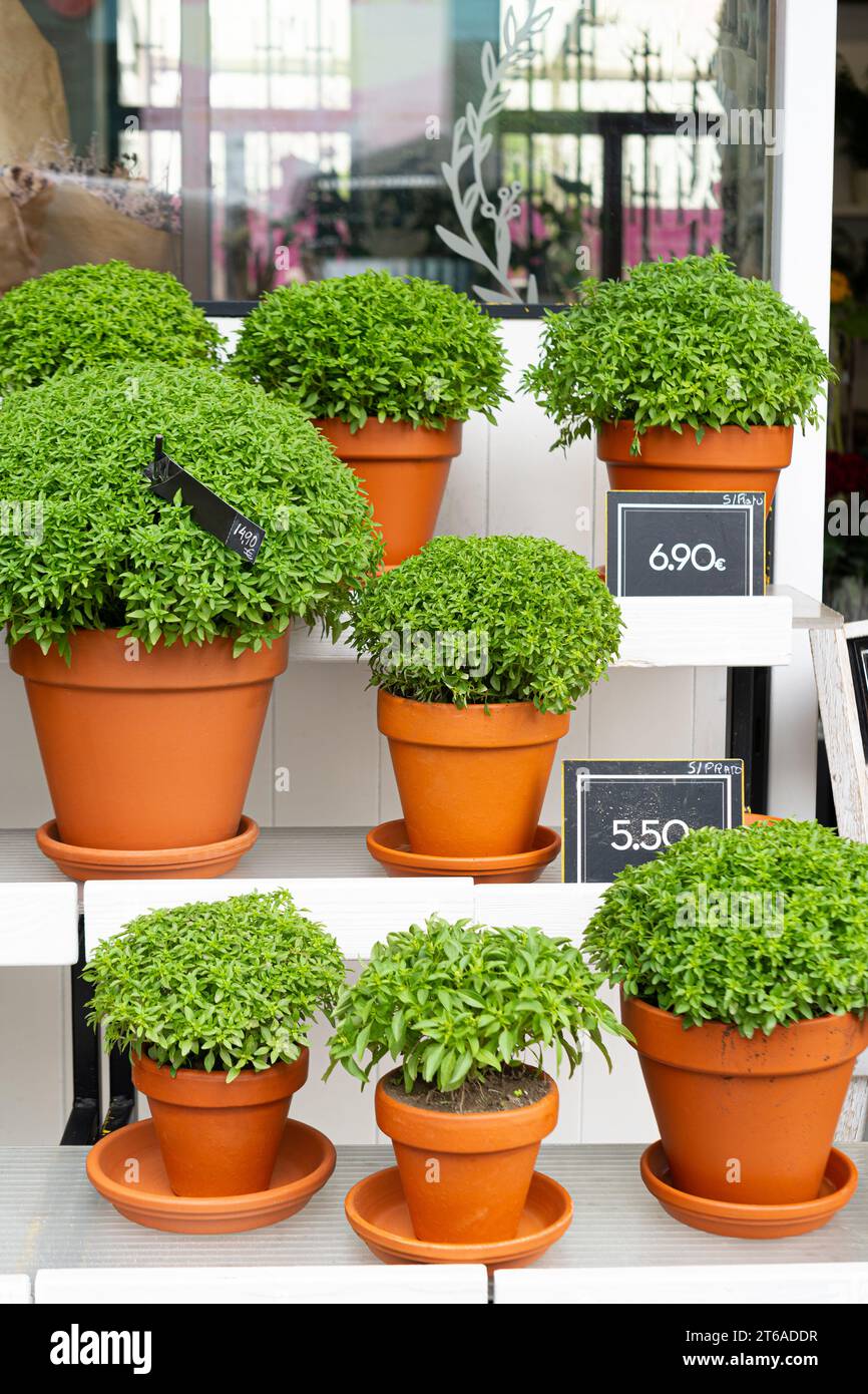Manjerico plants on the market stall Stock Photo - Alamy