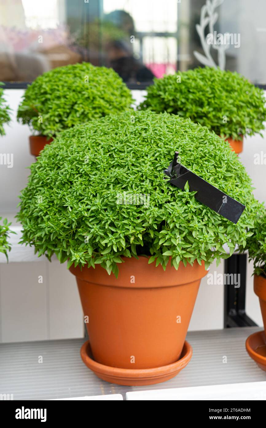 Manjerico plant in the market stall Stock Photo - Alamy